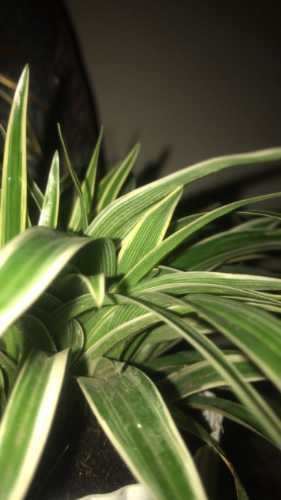 Mursheda Begum - ACS Doubts