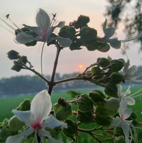 Fahima Islam Diba - ACS Doubts